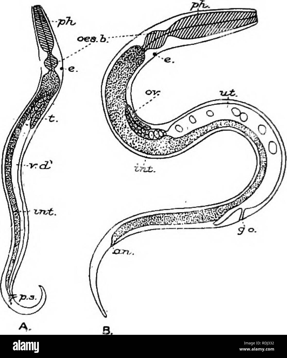 Cockle in vinegar hi-res stock photography and images - Alamy