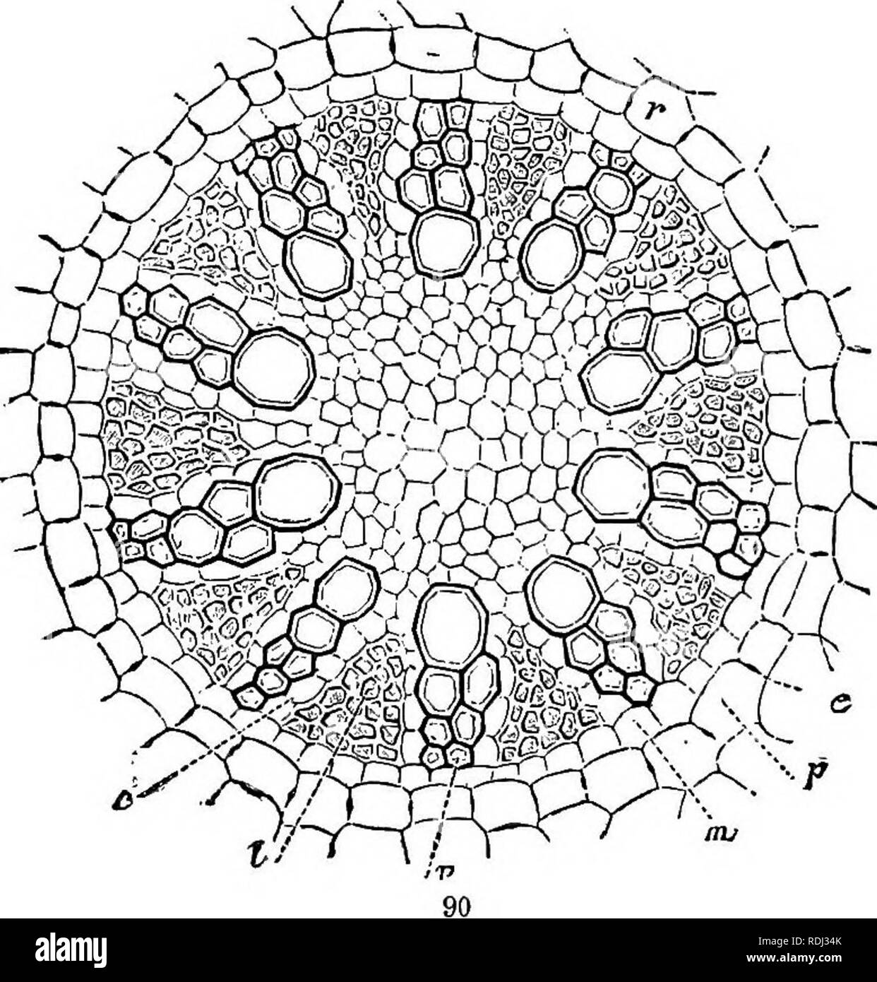 Parts of the cortex Black and White Stock Photos & Images - Alamy