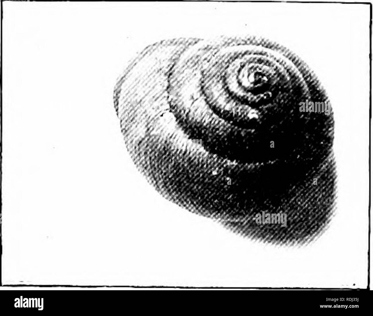 . Elements of zoology, to accompany the field and laboratory study of ...