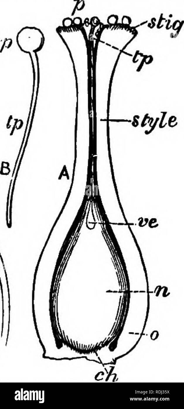 Hair root from the human Black and White Stock Photos & Images - Alamy