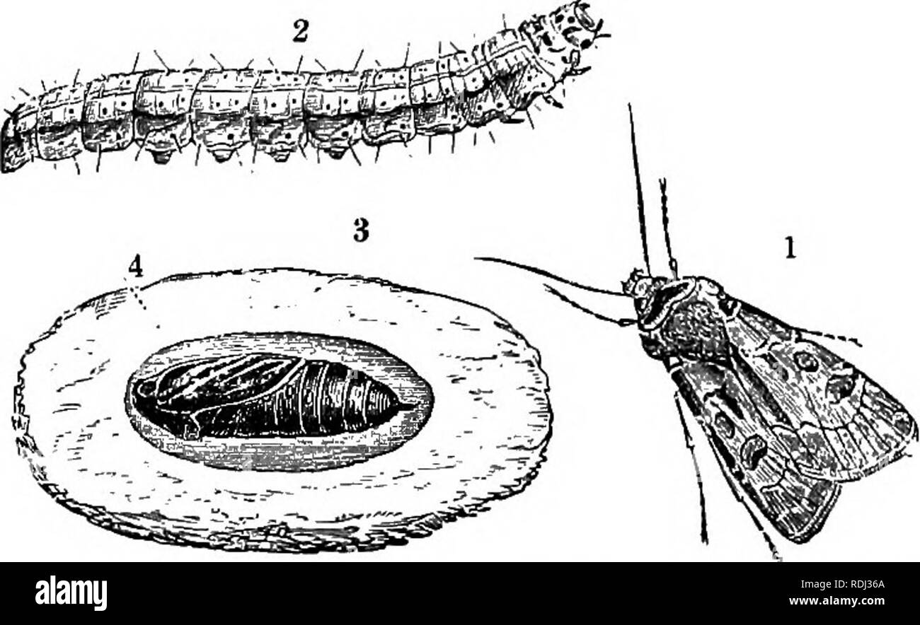 Frenulum moth hi-res stock photography and images - Alamy