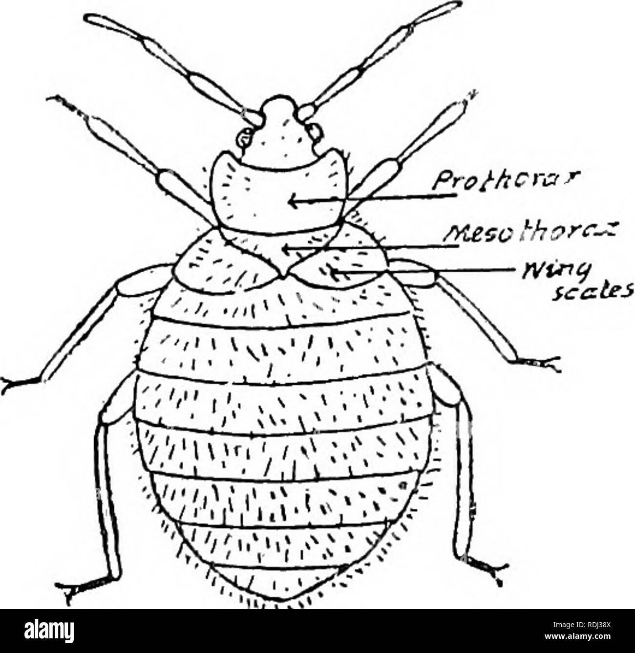 . A manual of elementary zoology . Zoology. ABC Fig. 193.—The Honey Bee ...