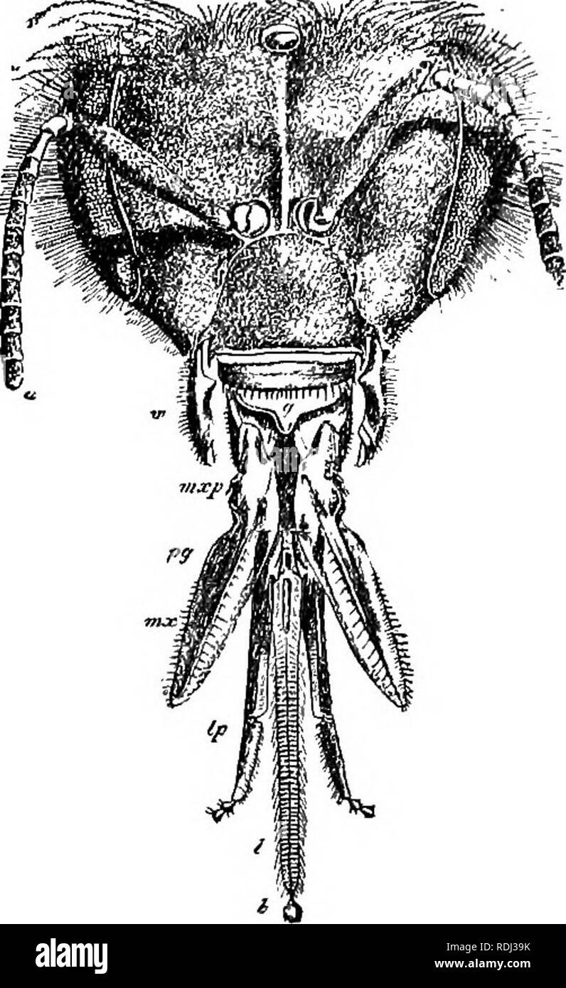 . A manual of elementary zoology . Zoology. 286 MANUAL OF ELEMENTARY ...
