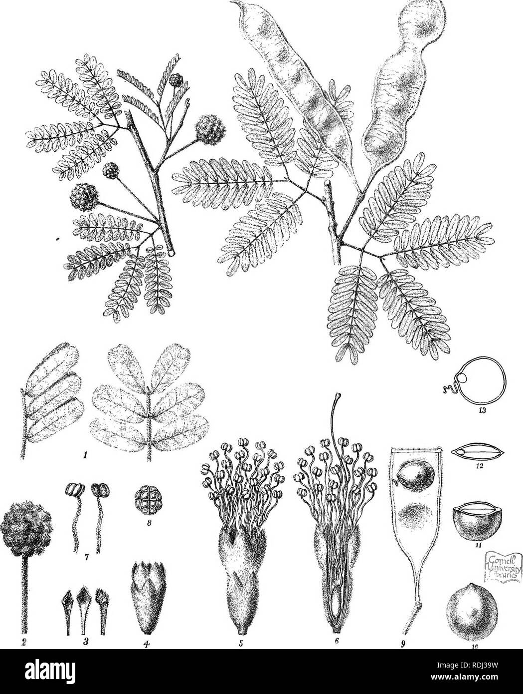 . Iconography of Australian species of Acacia and cognate genera ...