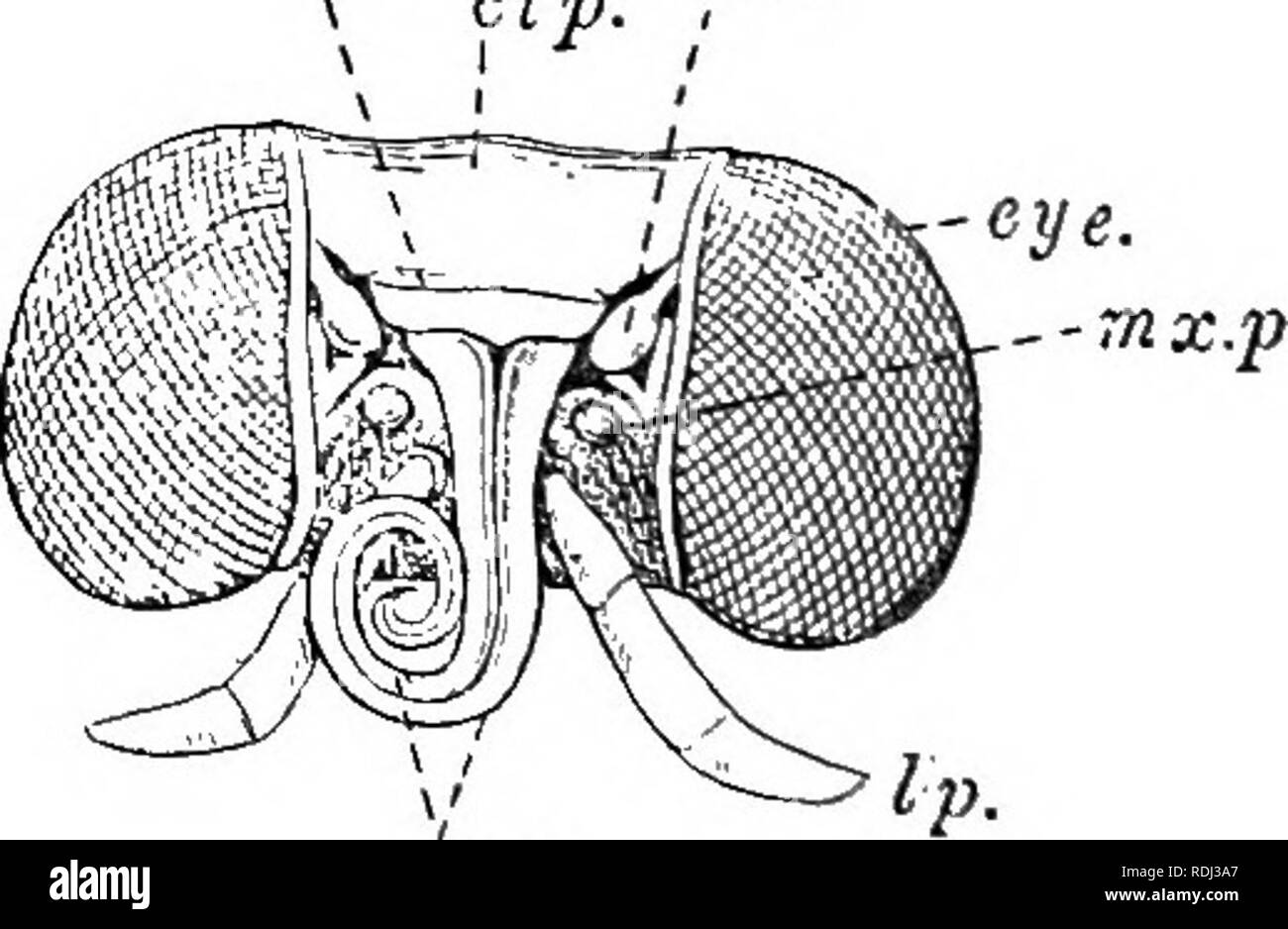 . A manual of elementary zoology . Zoology. Ibr. cip. ! md. -eye. -l.p ...