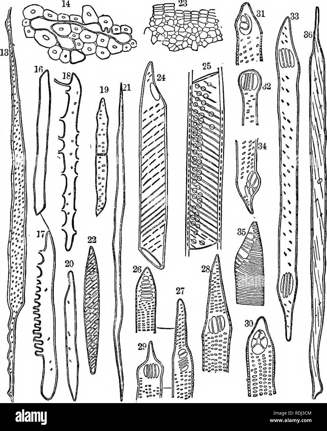. Physiological botany; I. Outlines of the histology of phænogamous ...