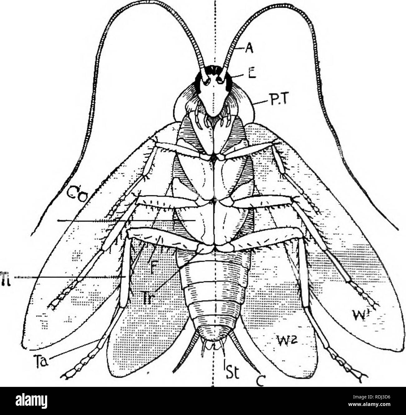 Female Cockroach Diagram