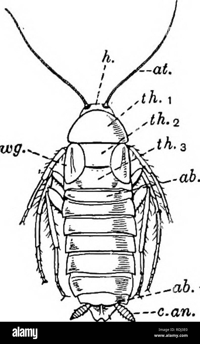 Lobes present Black and White Stock Photos & Images - Alamy