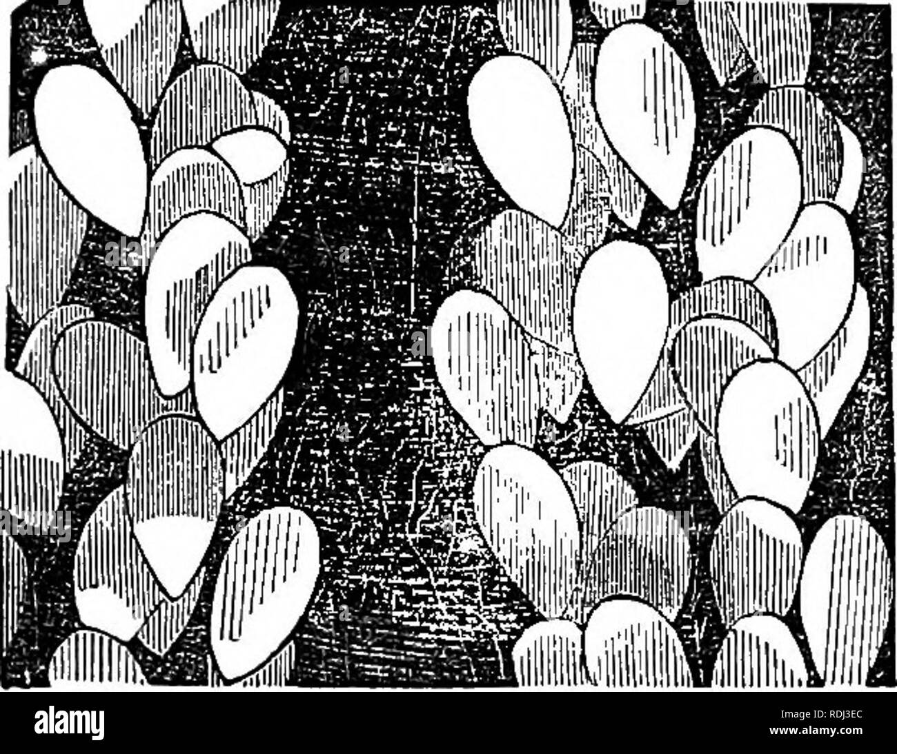 Diamond Beetle High Resolution Stock Photography and Images - Alamy