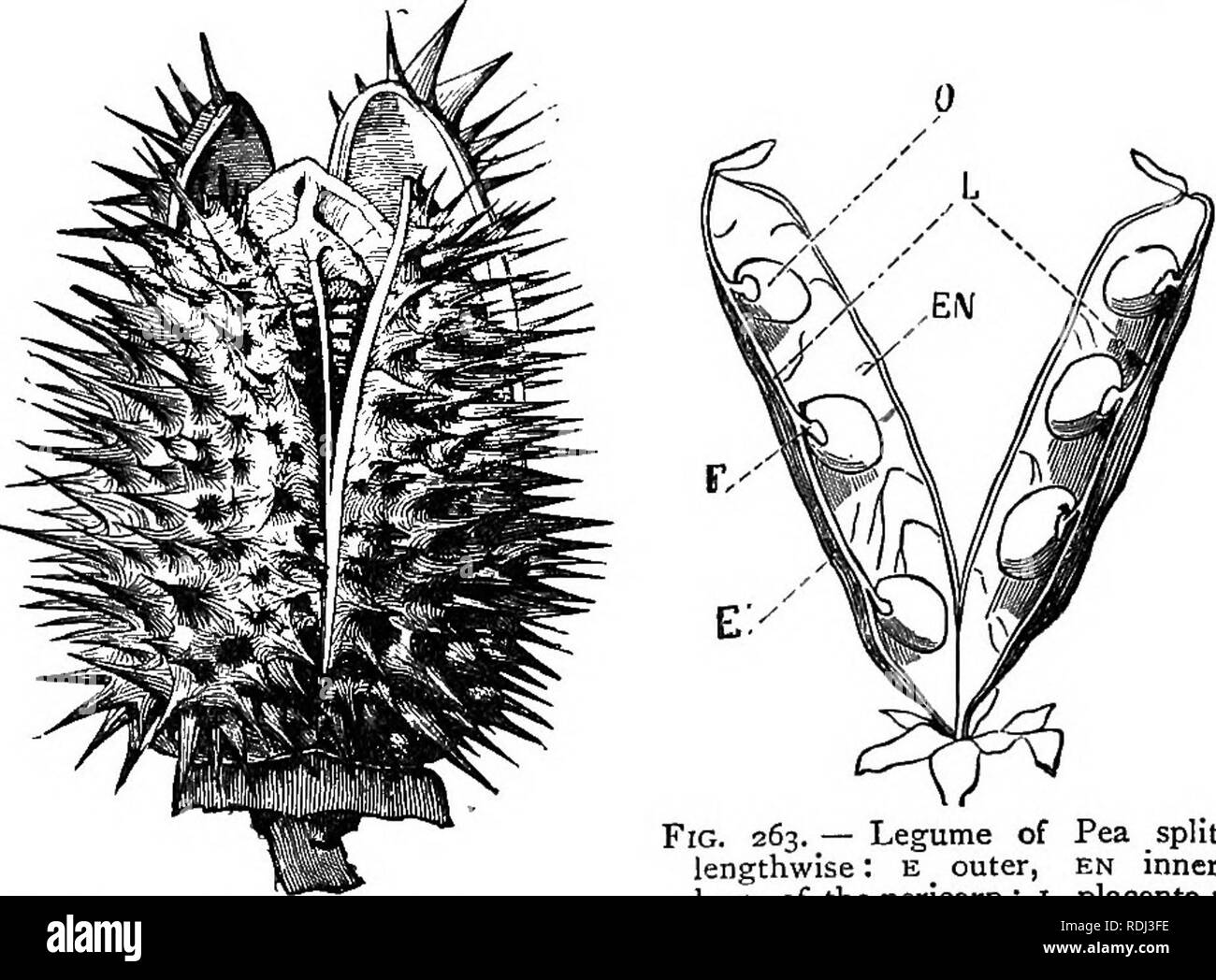 Split open fruit Black and White Stock Photos & Images - Alamy