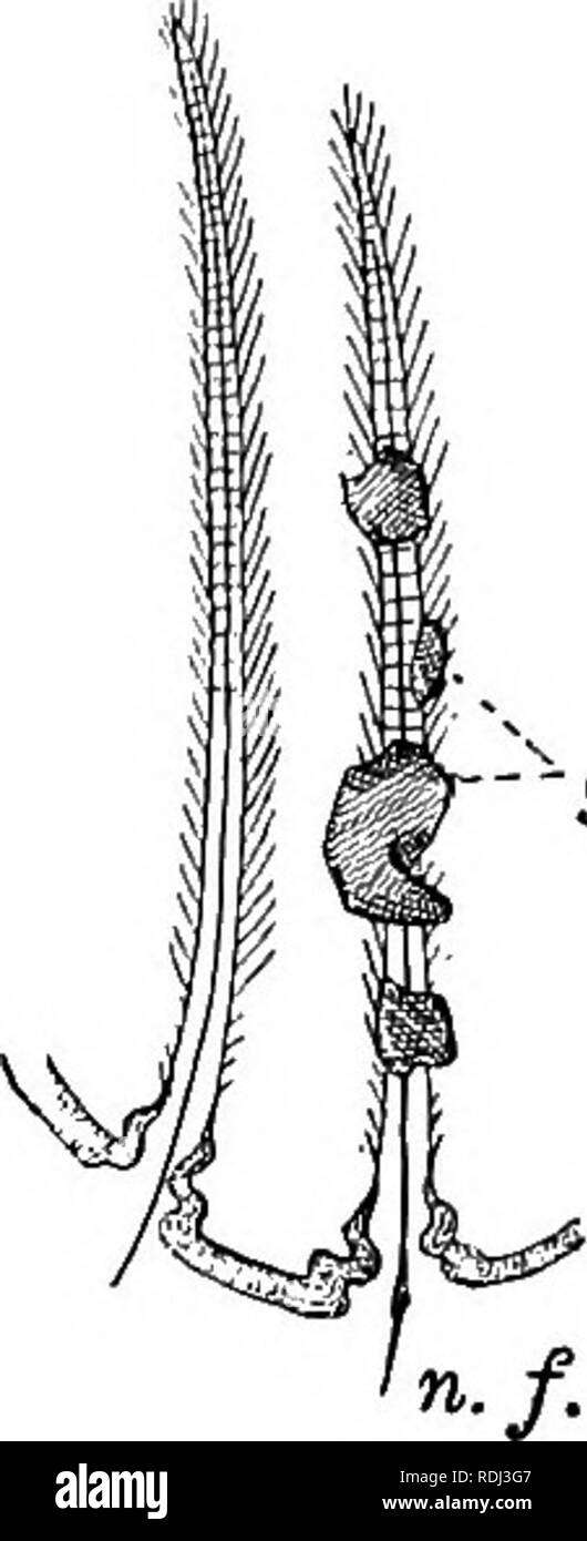 Statocyst hi-res stock photography and images - Alamy