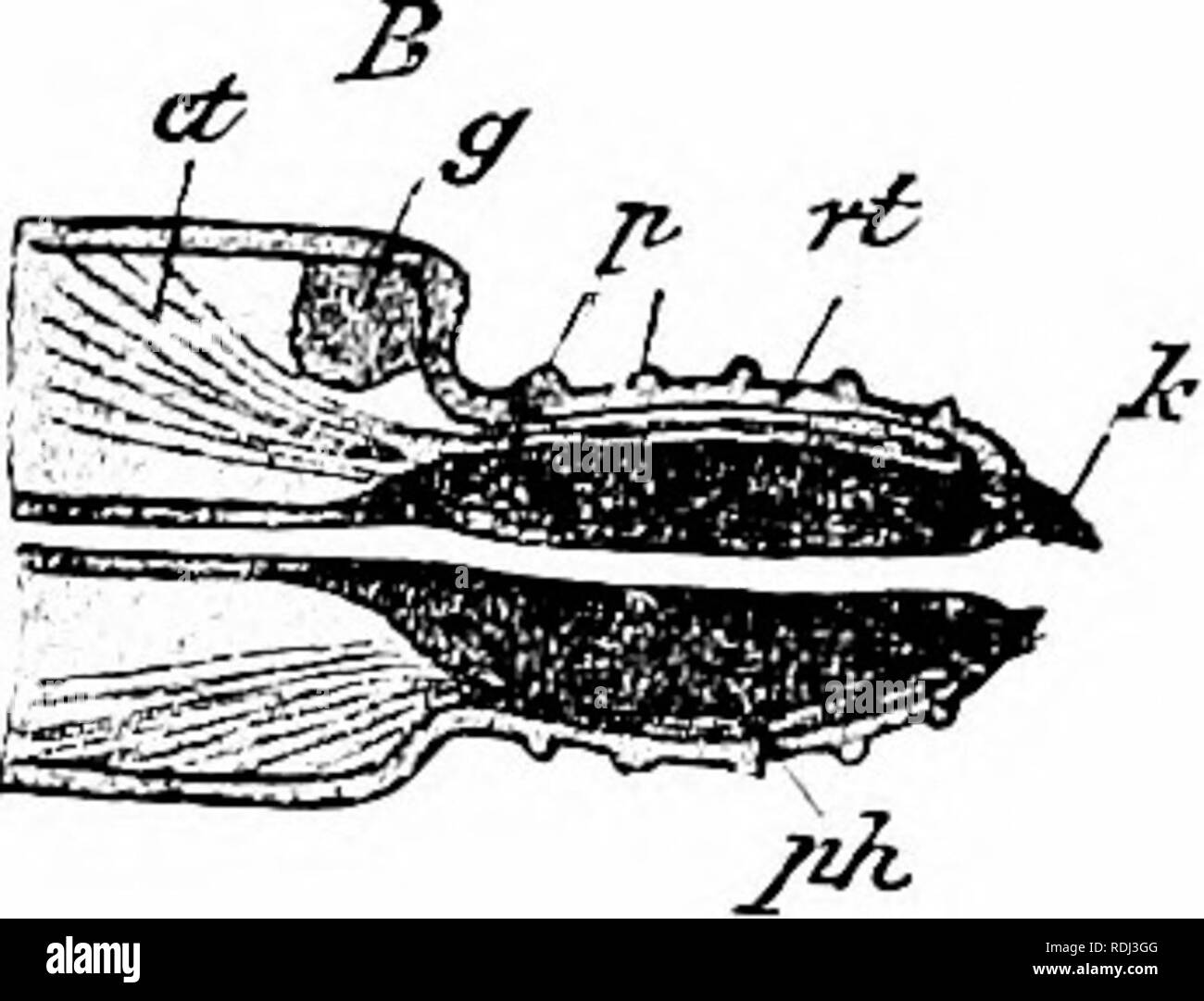 . Elements of zoology, to accompany the field and laboratory study of ...