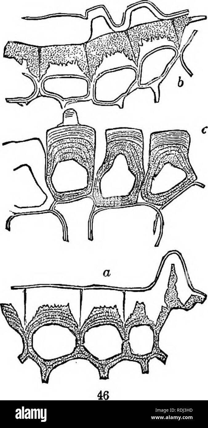 Cellulose plant cell walls hi-res stock photography and images - Alamy