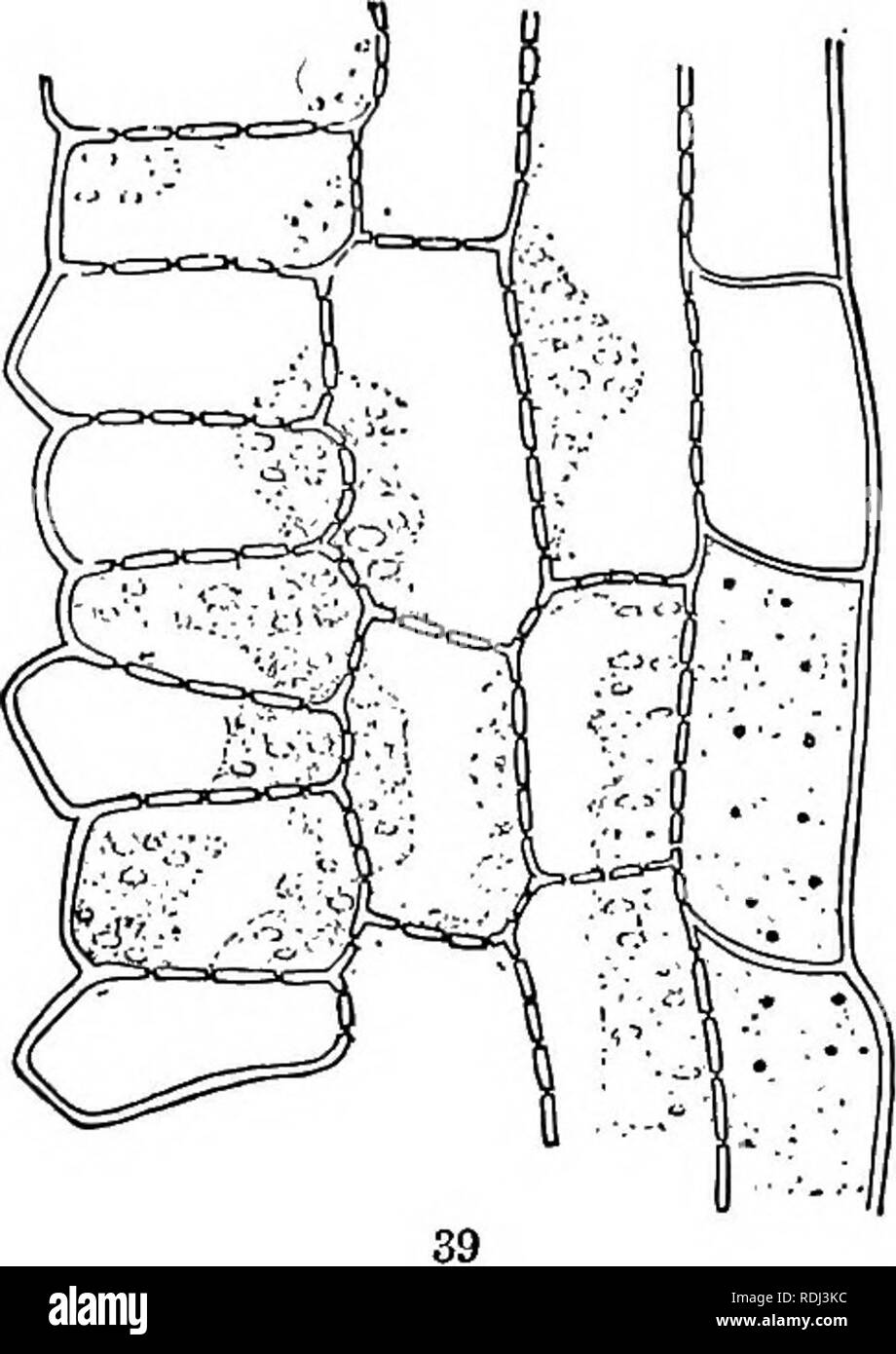 Parenchyma cells plant hi-res stock photography and images - Alamy