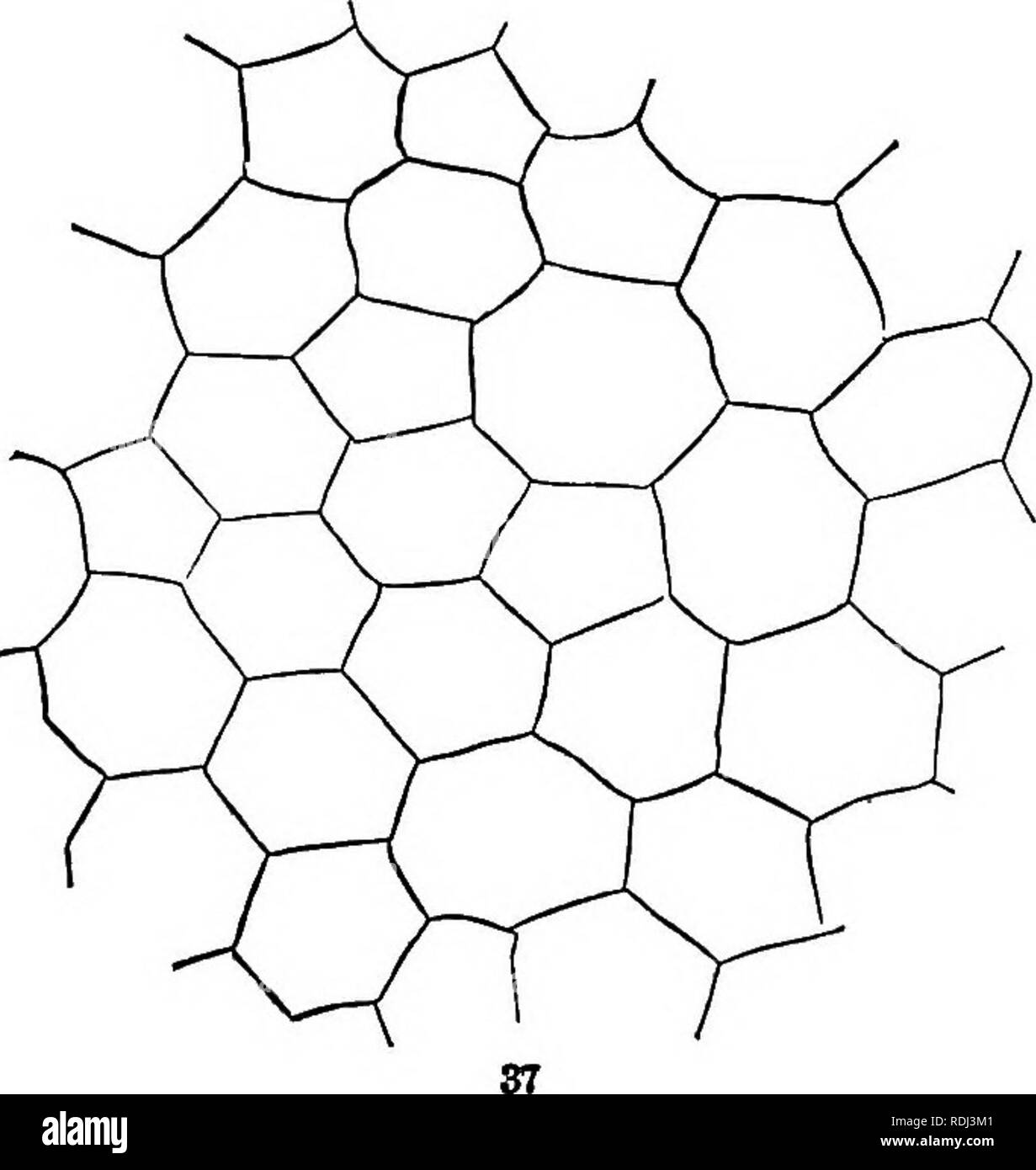 . Physiological botany; I. Outlines of the histology of phænogamous ...