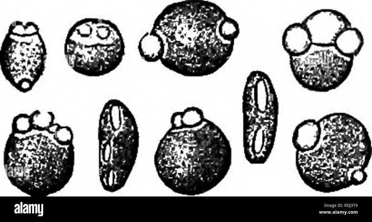 . Physiological botany; I. Outlines of the histology of phænogamous ...