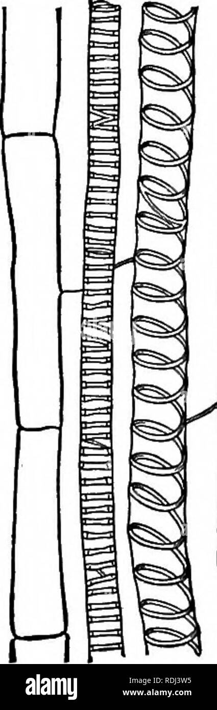 . Physiological botany; I. Outlines of the histology of phænogamous ...