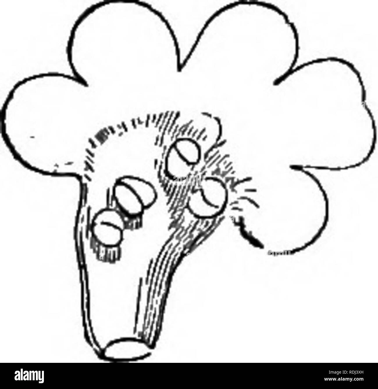 Epiphyllous stamens hi-res stock photography and images - Alamy