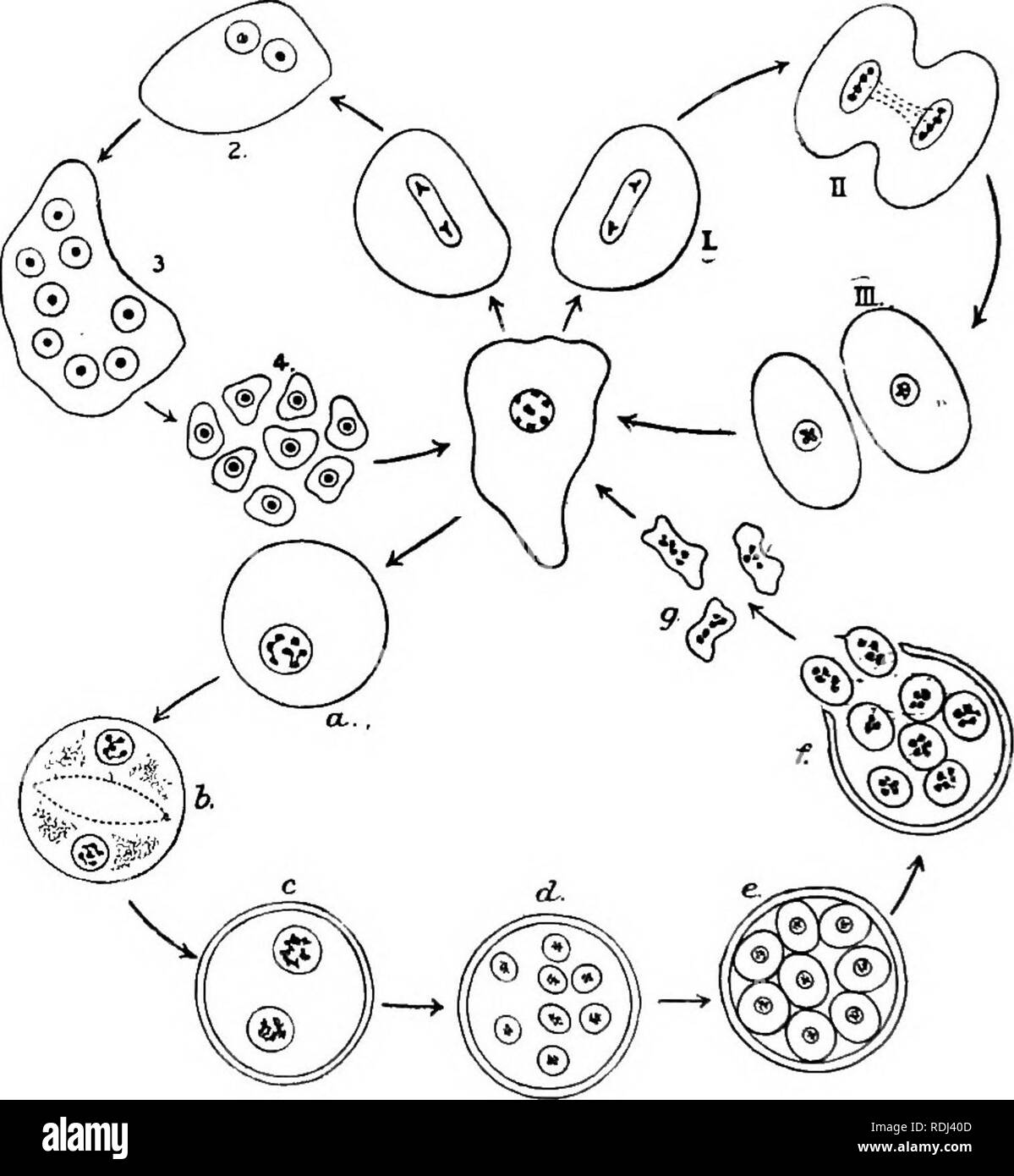 Multiple Fission In Bacteria
