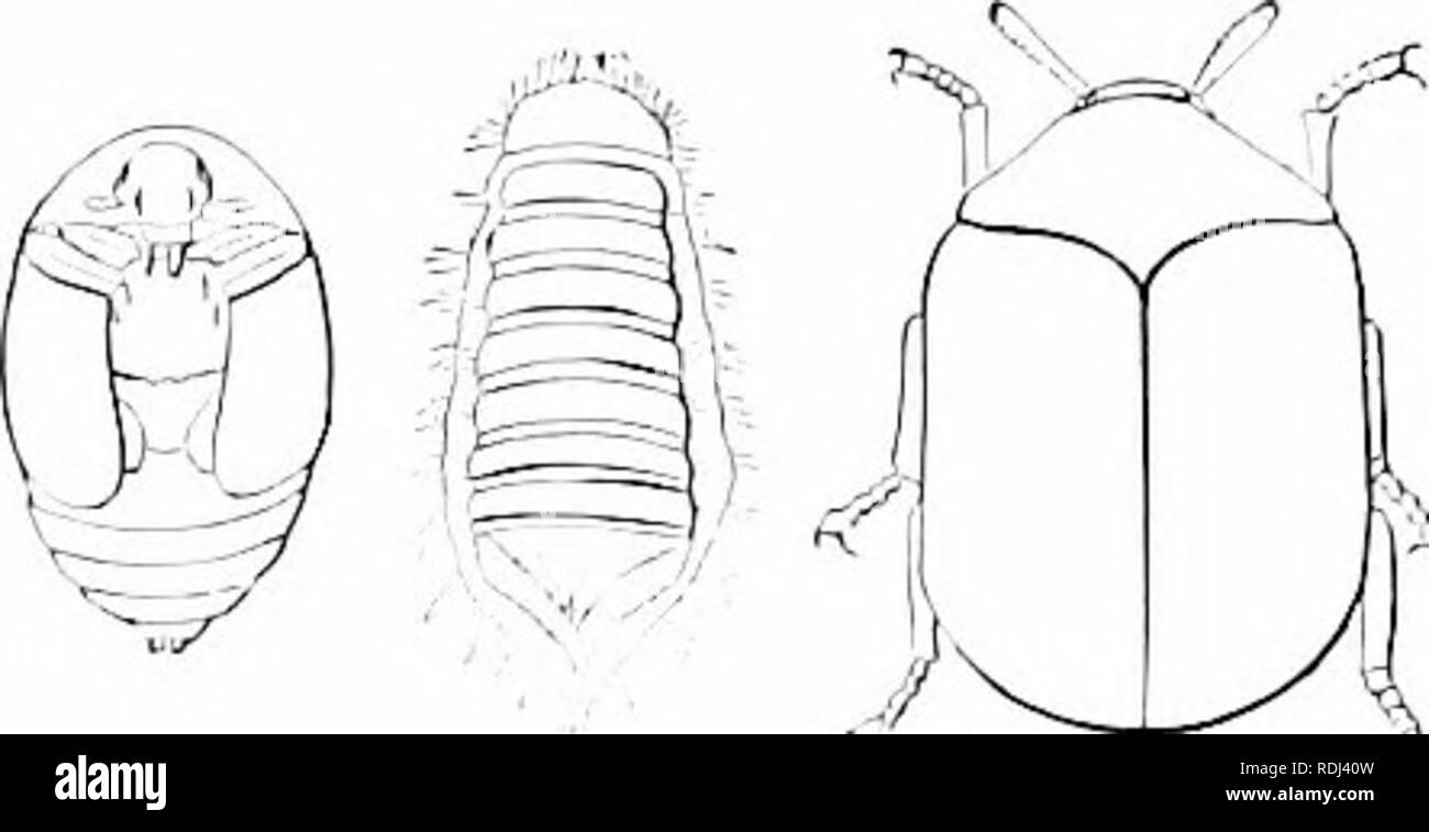 Dermestid beetle hi-res stock photography and images - Alamy