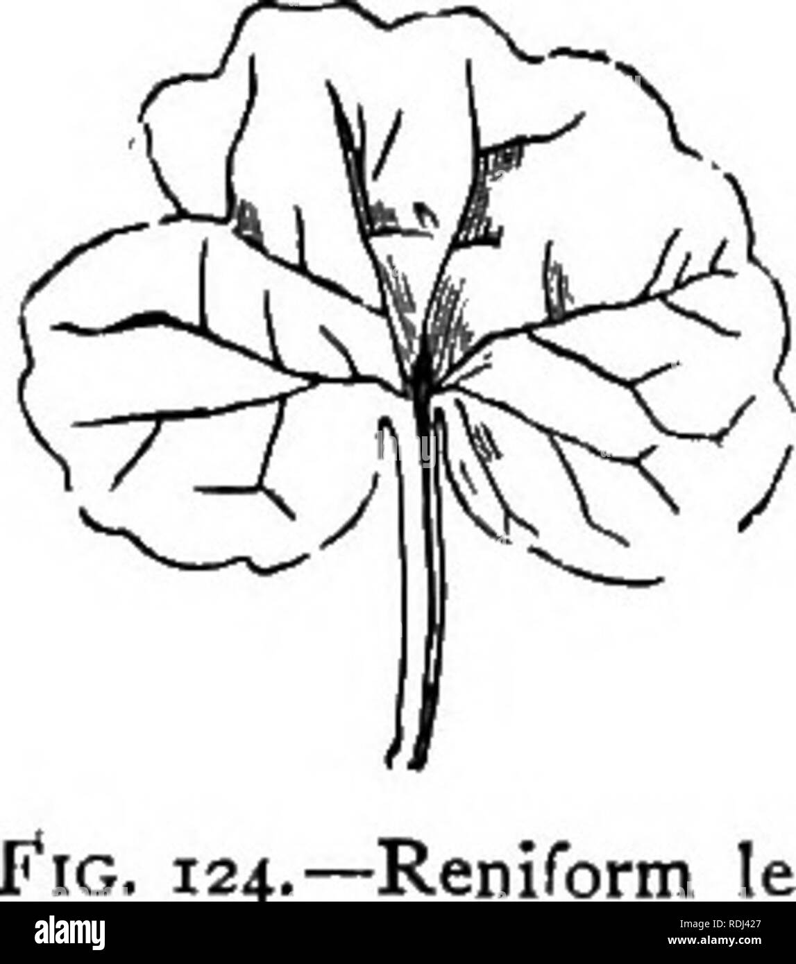 Hastate Leaves High Resolution Stock Photography and Images - Alamy