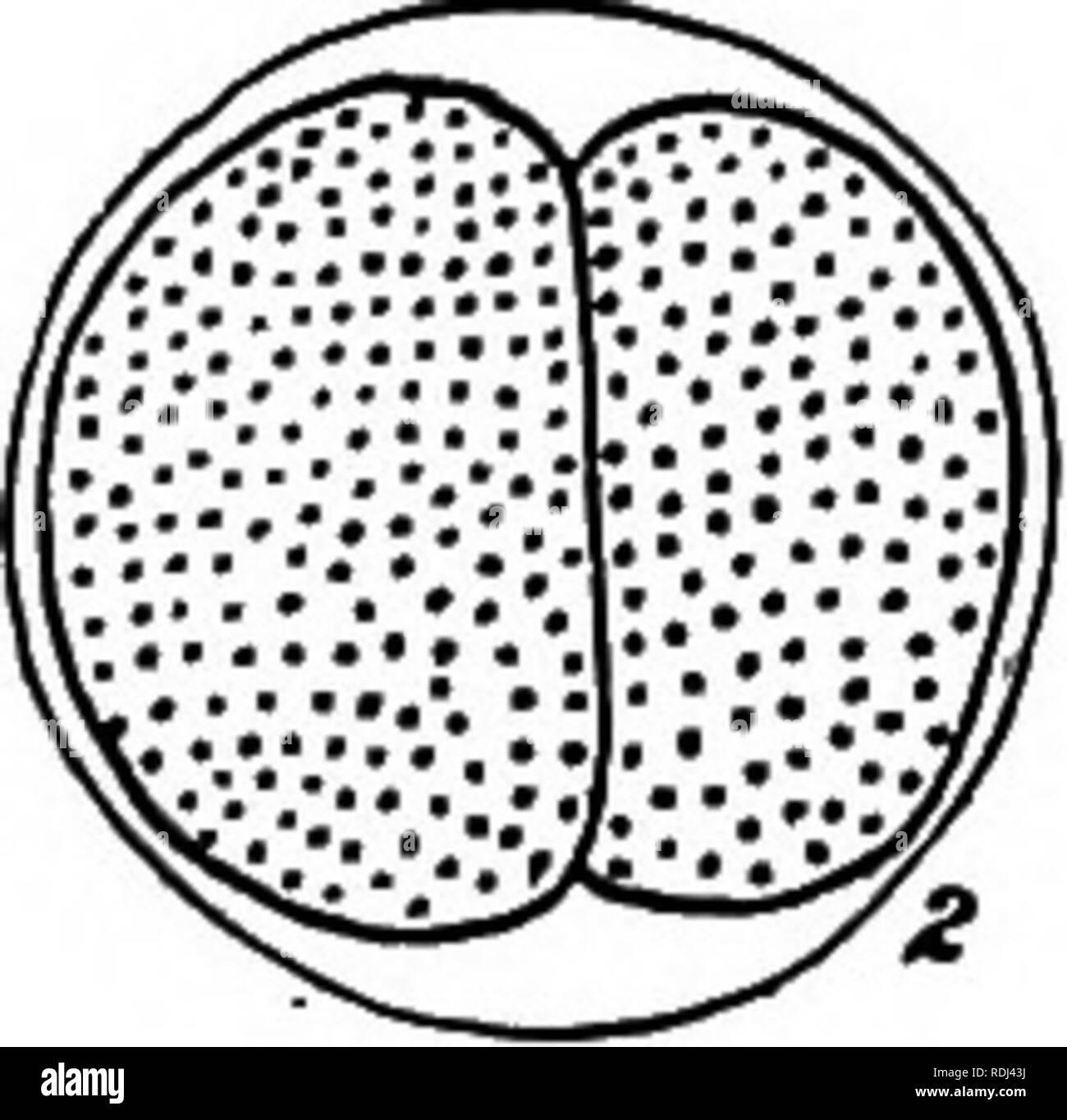 Sporozoites hi-res stock photography and images - Alamy