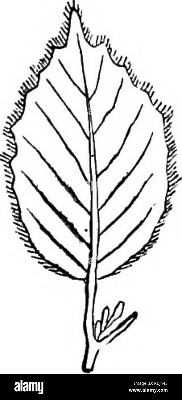 Dentate leaf margins hi-res stock photography and images - Alamy