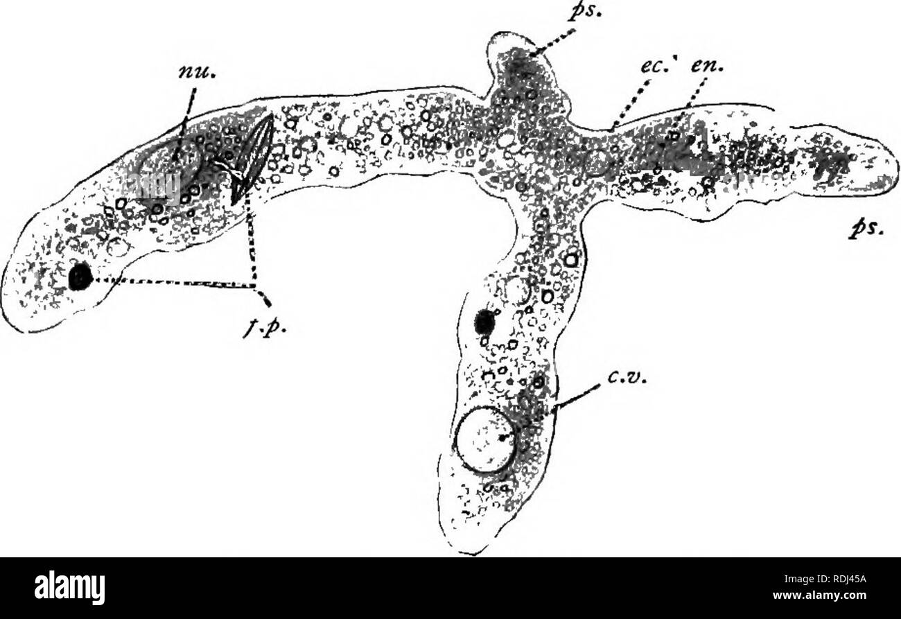 Pseudopodium Black and White Stock Photos & Images - Alamy