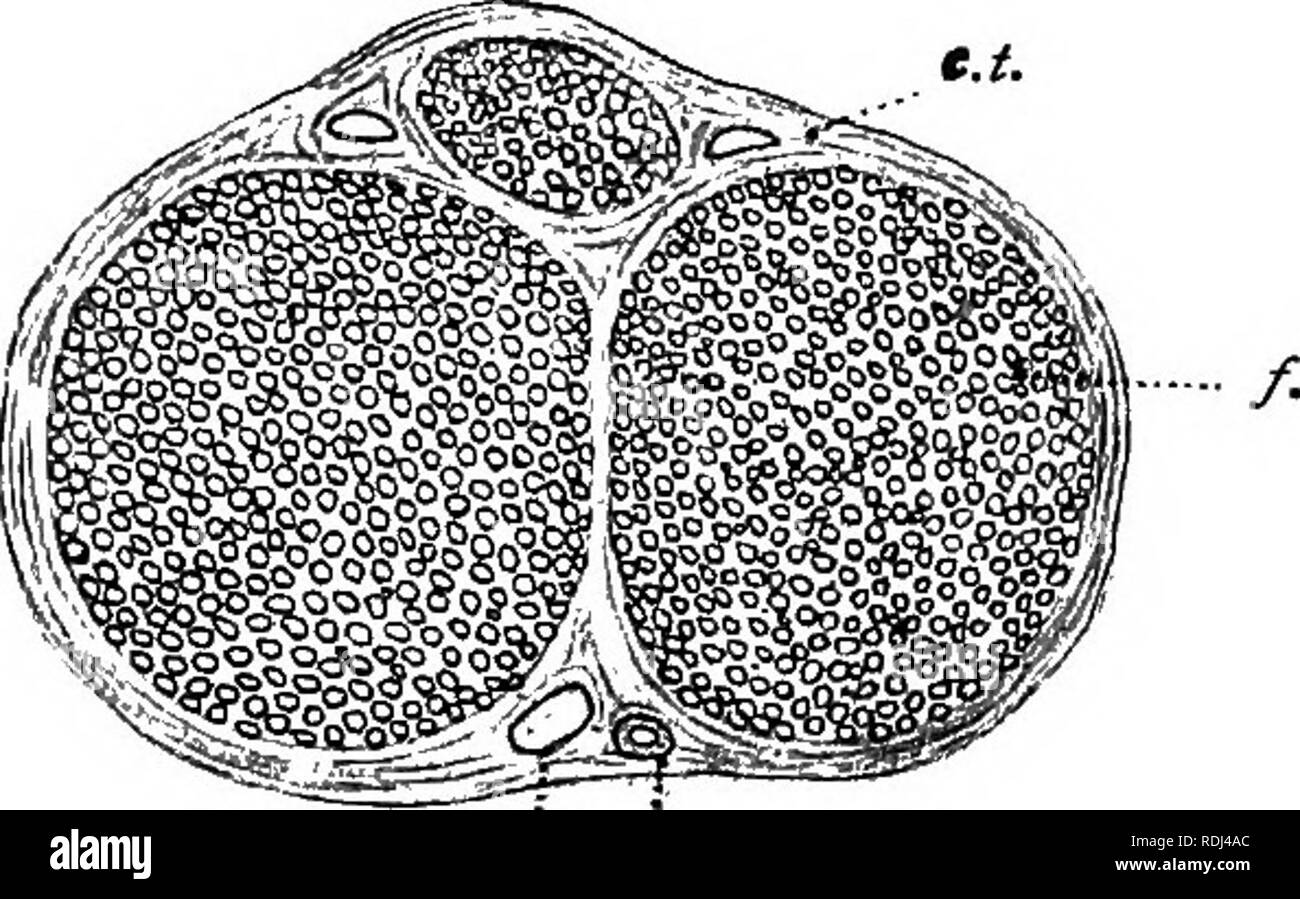 . A manual of elementary zoology . Zoology. THE FROG: HISTOLOGY, GERM ...