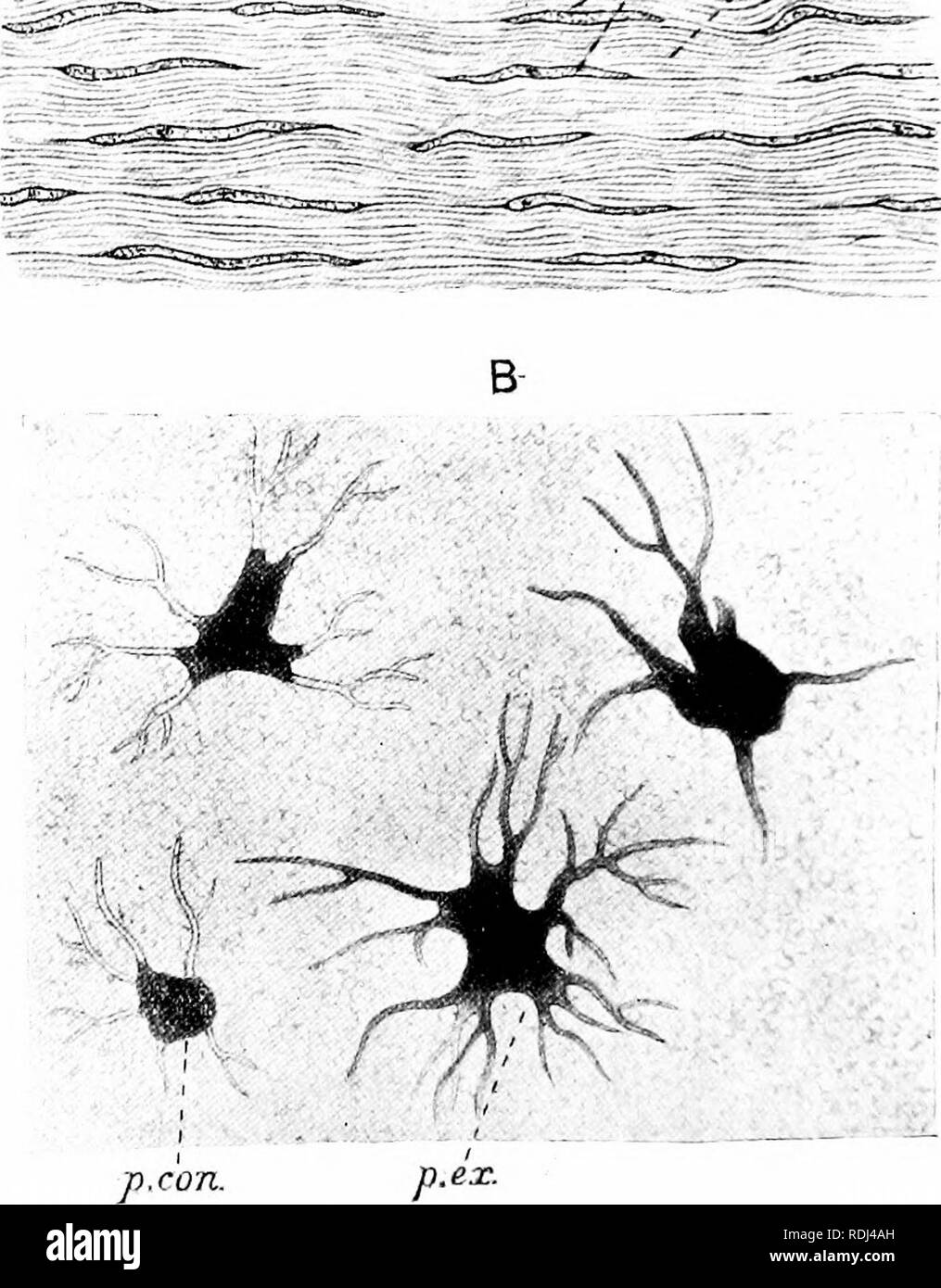 Frog skin cell Black and White Stock Photos & Images - Alamy
