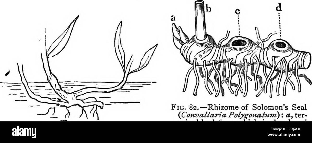 Ginger Rhizome Diagram
