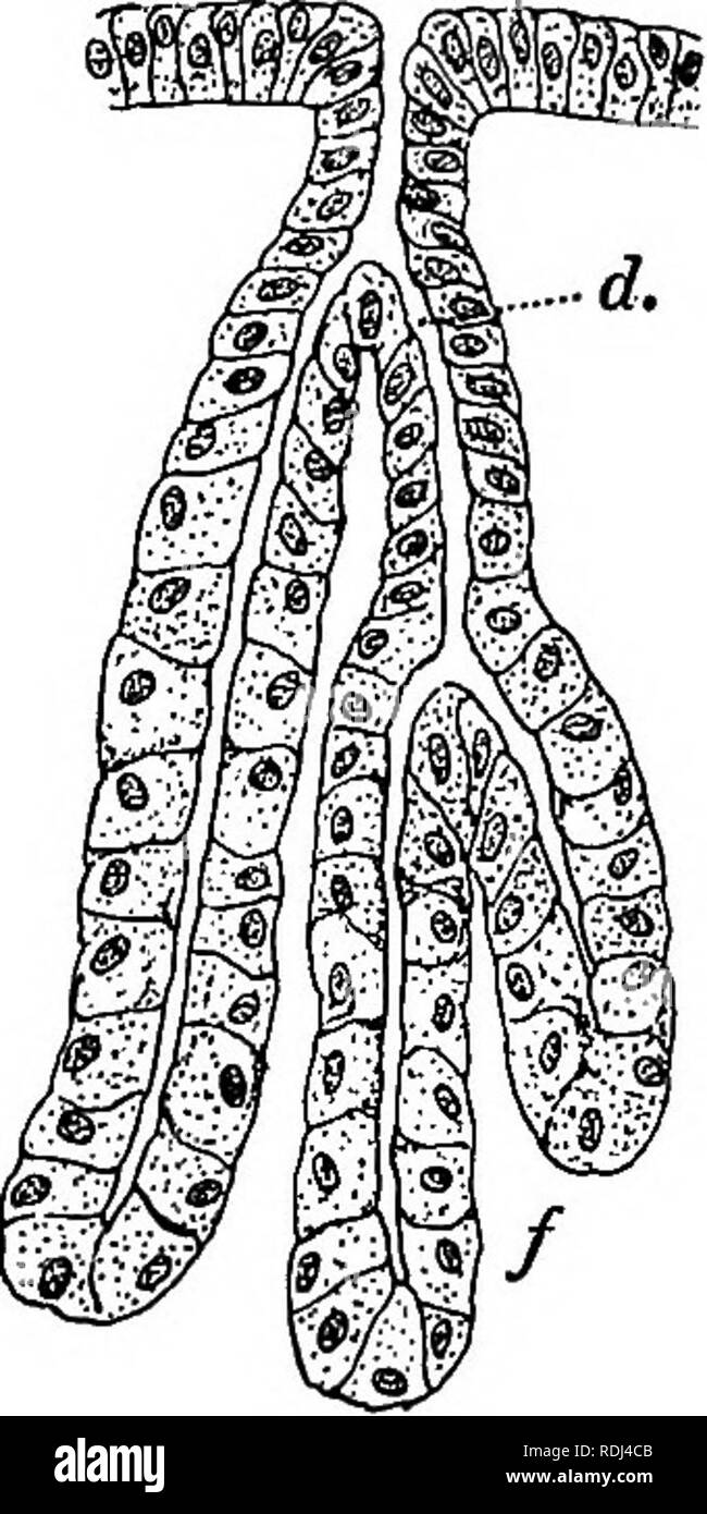 Columnar epithelium intestine simple hi-res stock photography and ...