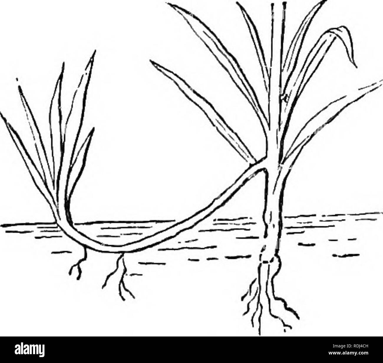 Strawberry runner stolon hi-res stock photography and images - Alamy