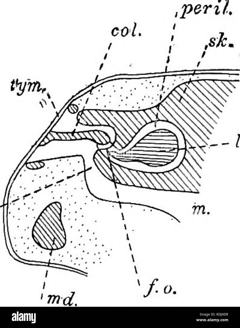 . A manual of elementary zoology . Zoology. FROG: NERVOUS SYSTEM AND ...