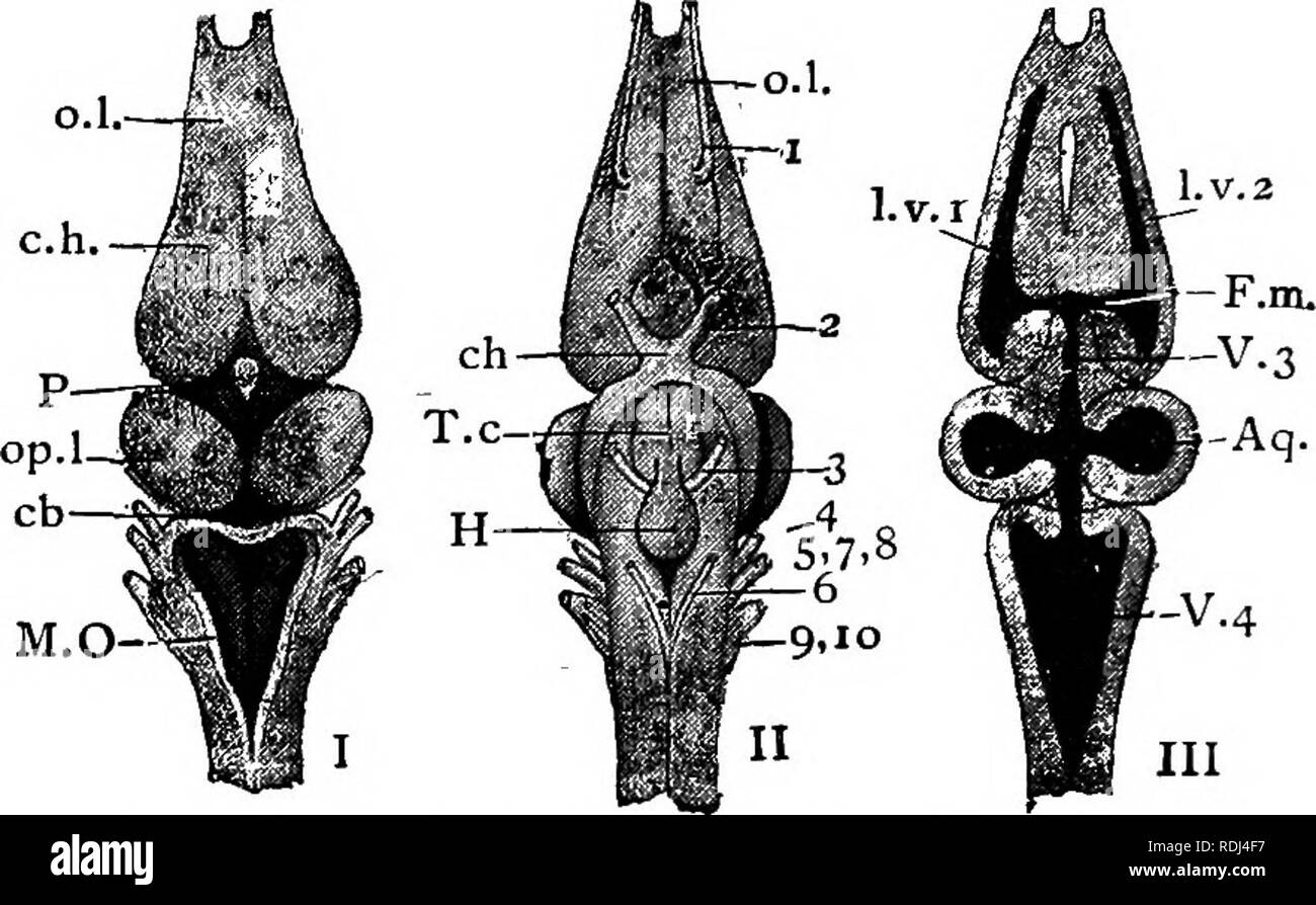 . A manual of elementary zoology . Zoology. 72 MANUAL OF ELEMENTARY ...