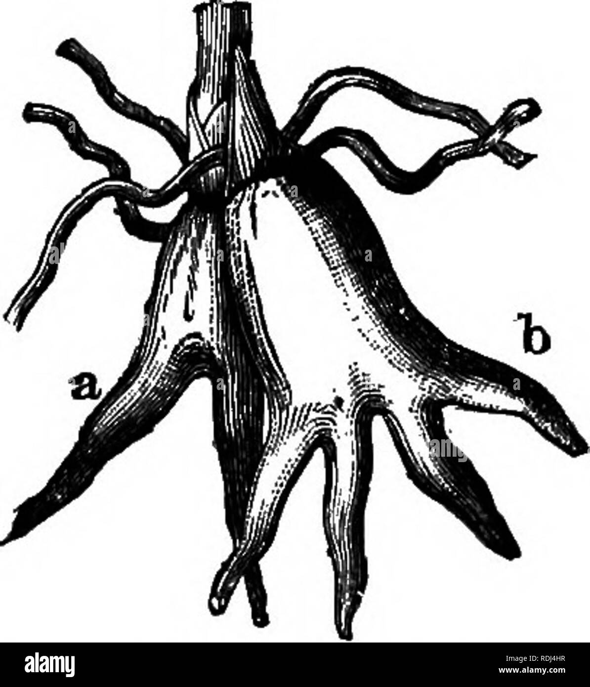 Orchis morio Black and White Stock Photos & Images - Alamy