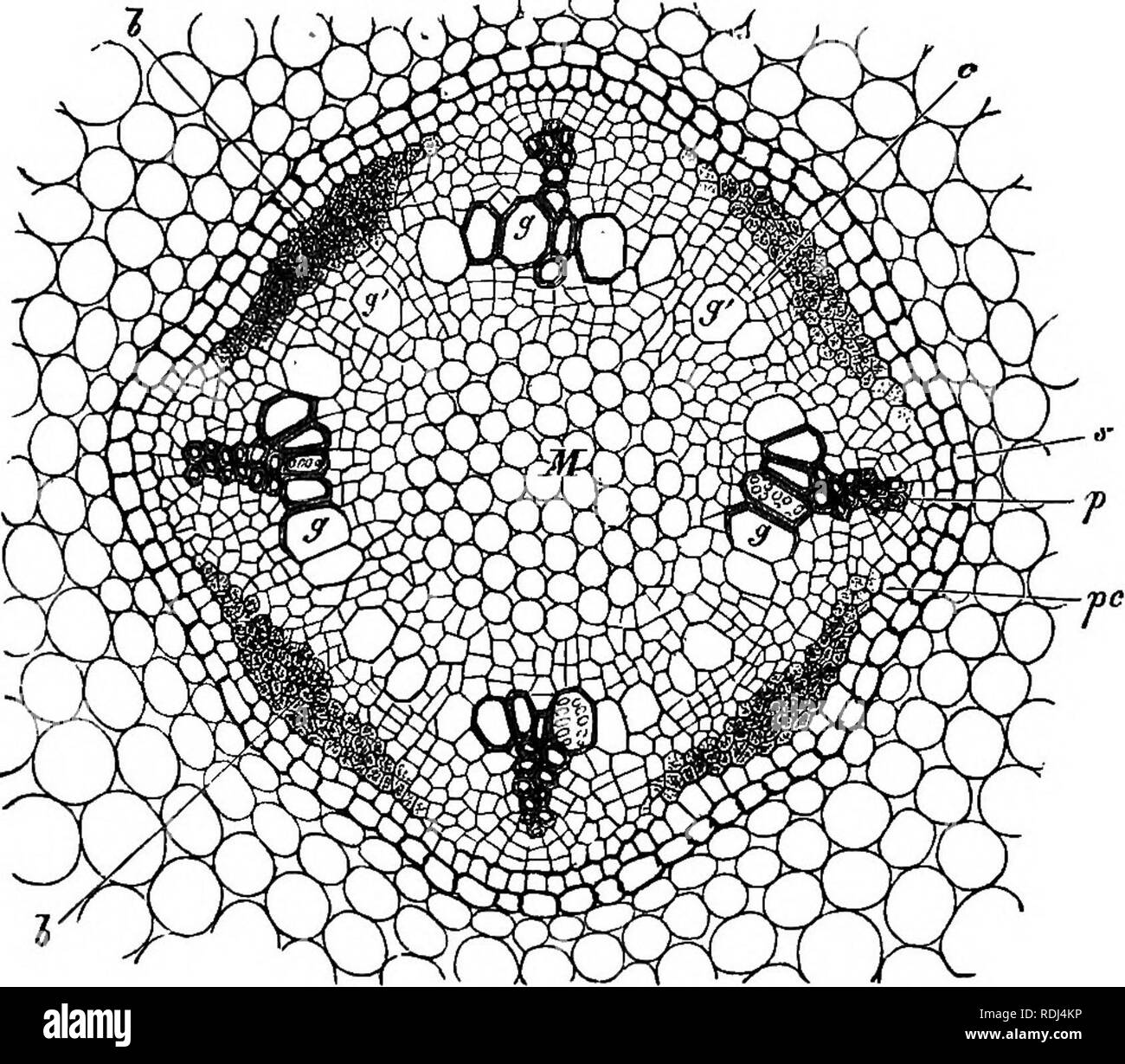 Tissue Science Drawing