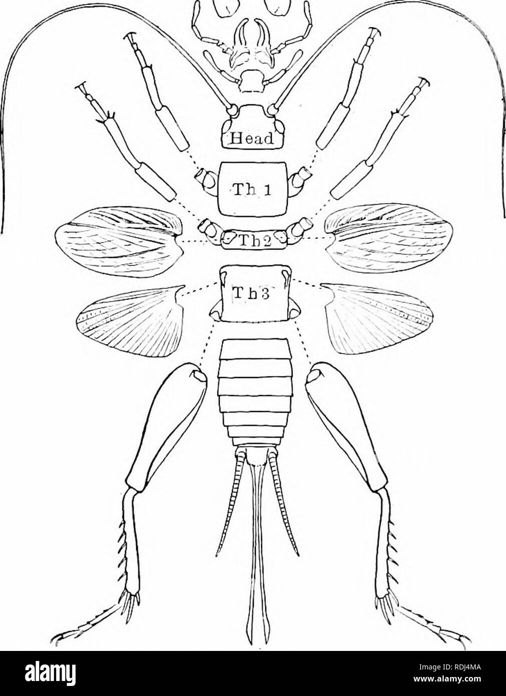 Thick cricket hi-res stock photography and images - Alamy