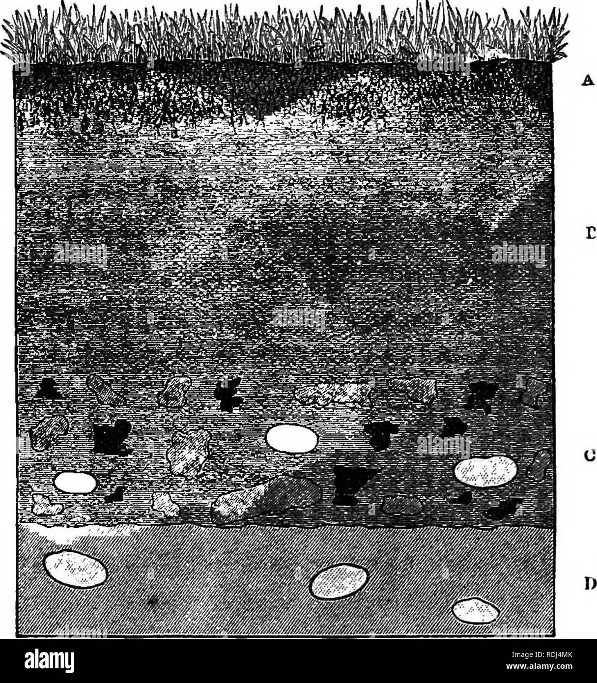 . The formation of vegetable mould, through the action of worms, with ...