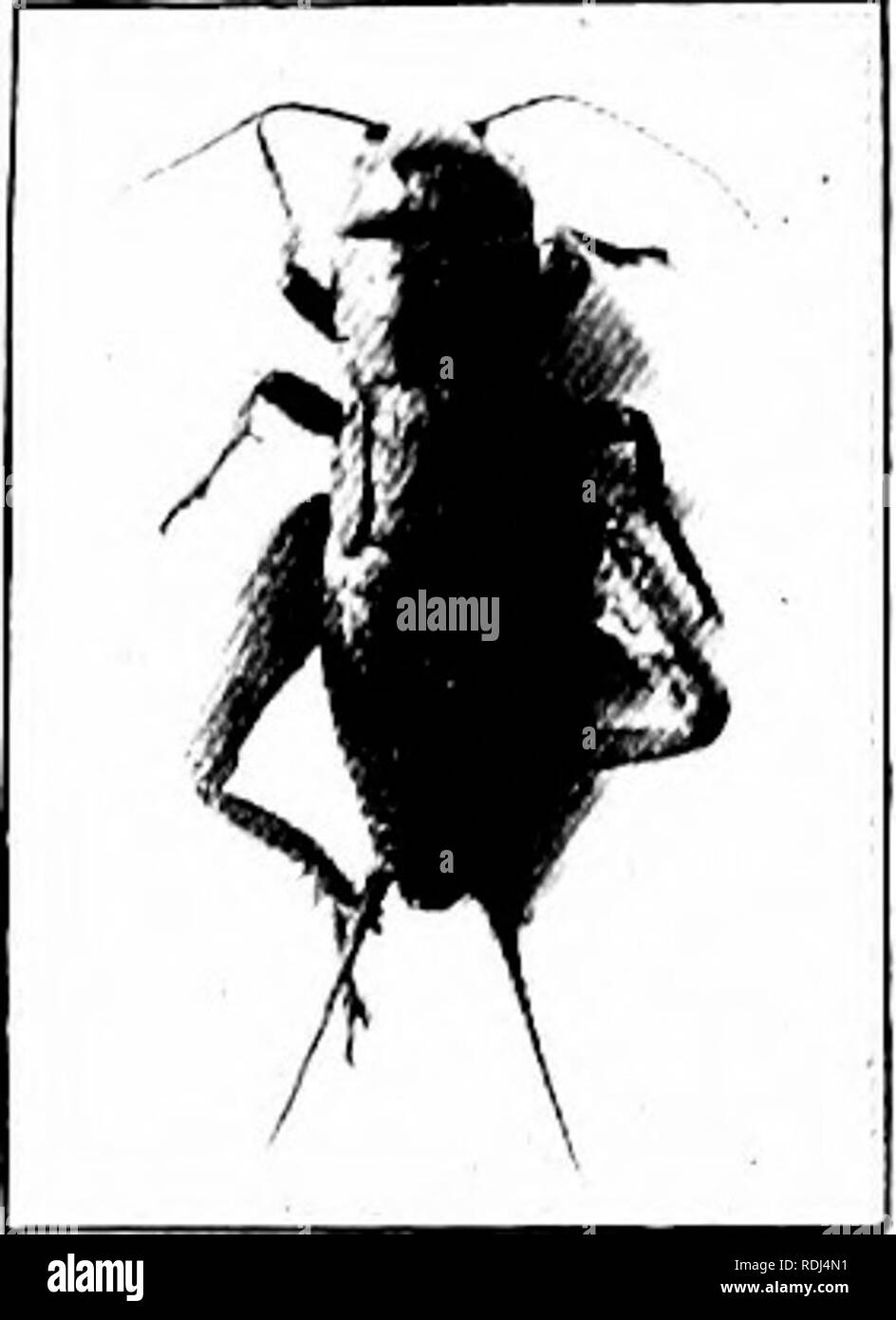 Female Cricket Anatomy