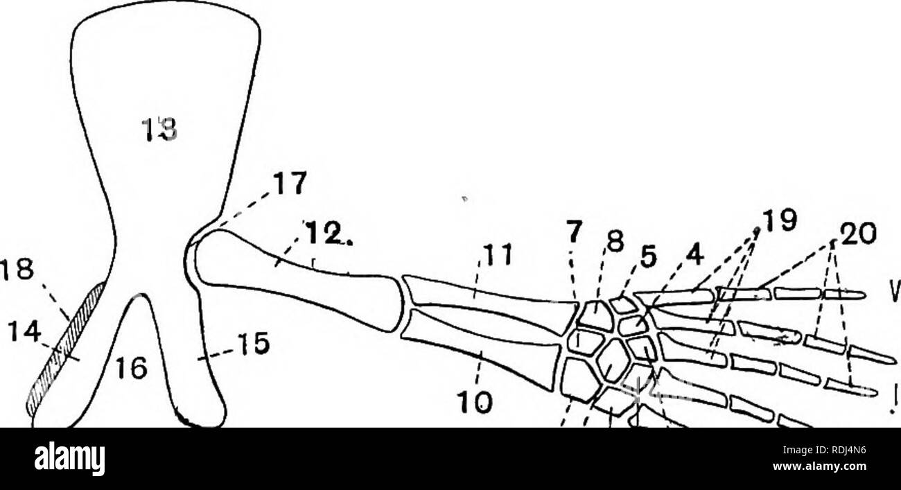 Olecranon Process Stock Photos & Olecranon Process Stock Images - Alamy