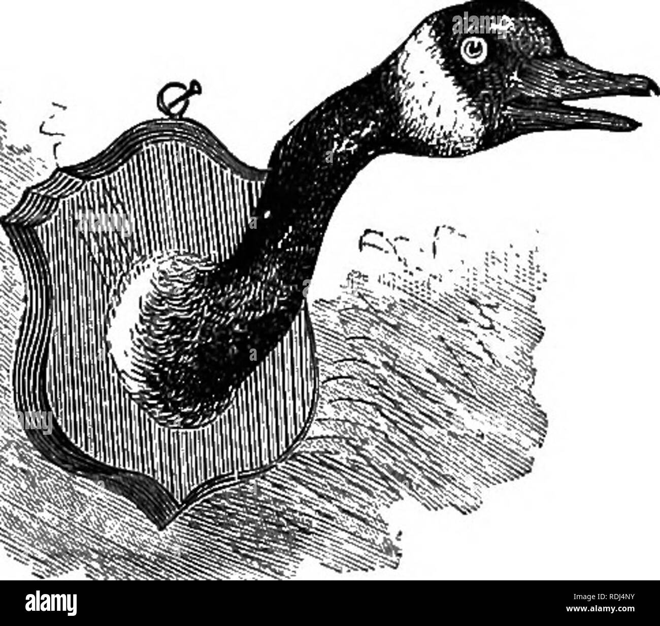 Li great neck hi-res stock photography and images - Alamy