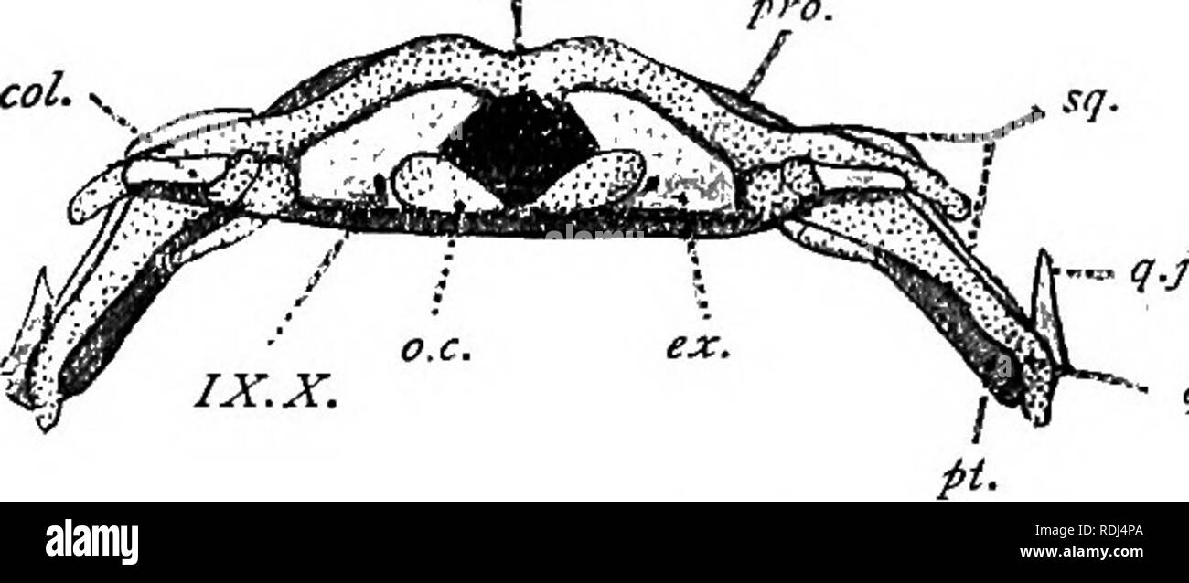 . A manual of elementary zoology . Zoology. FROG : EXTERNAL FEATURES ...