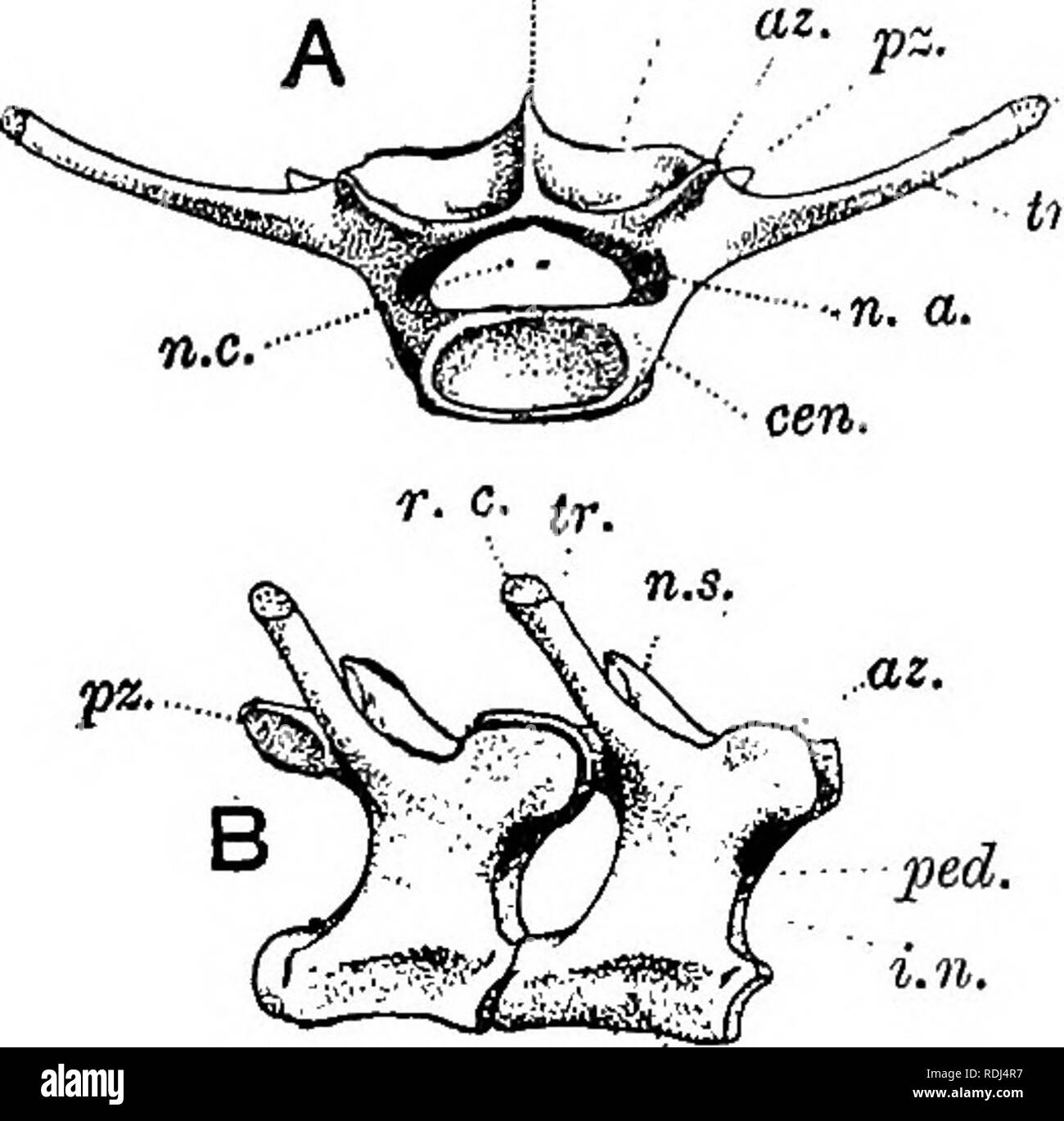 . A manual of elementary zoology . Zoology. FROG: EXTERNAL FEATURES AND ...