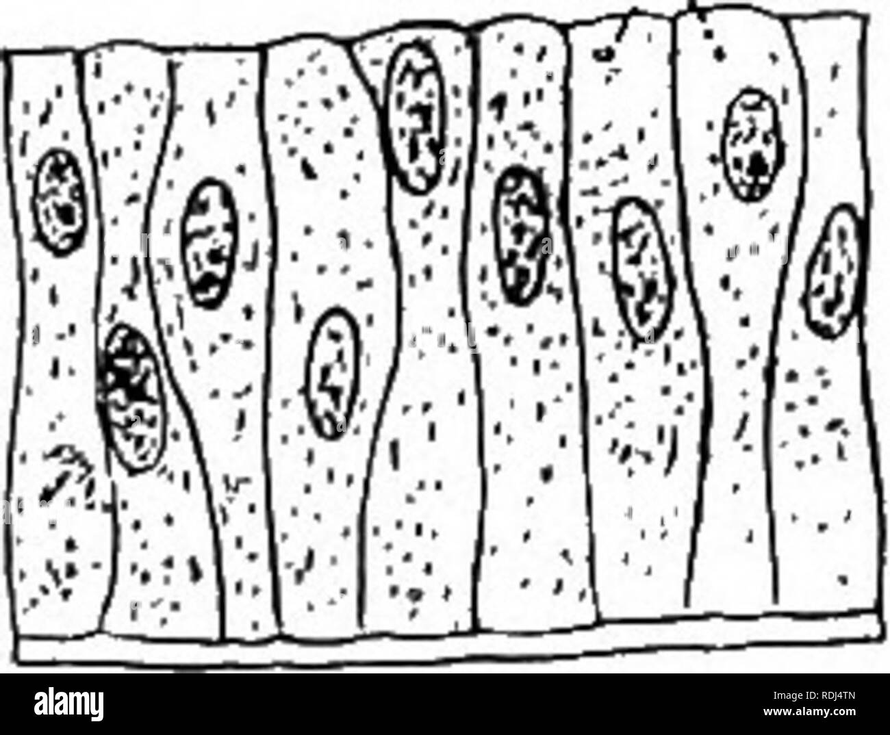 . A manual of elementary zoology . Zoology. A B C Fig. 5.—Portions of ...