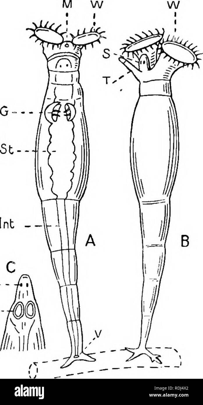 Leech mouth hi-res stock photography and images - Alamy