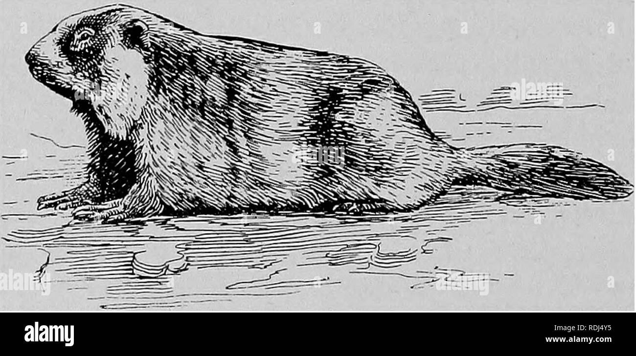 Russian fur trade Black and White Stock Photos & Images - Alamy