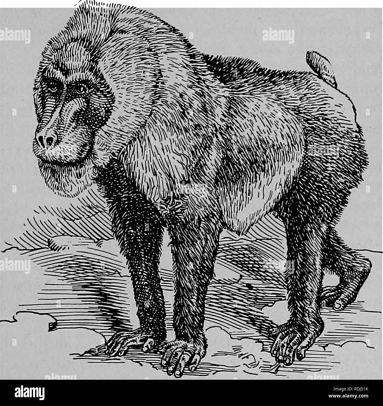 . The fur traders and fur bearing animals. Fur trade; Fur-bearing ...