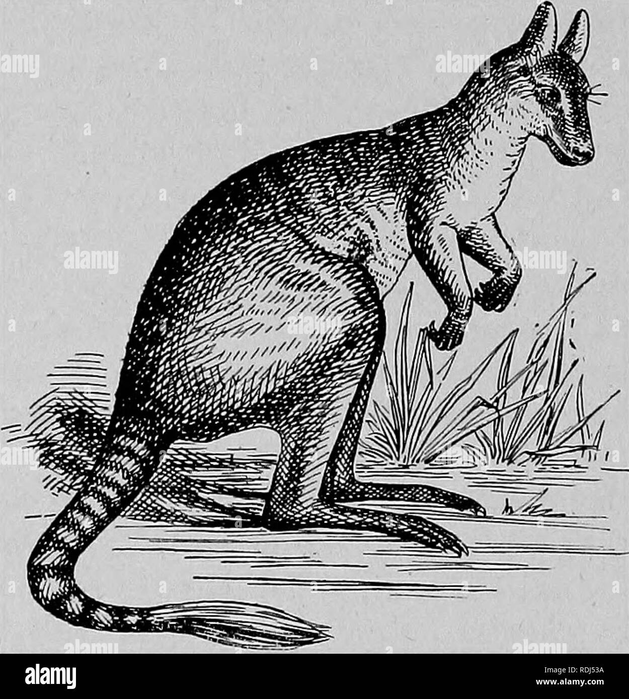 Pouched Mammals