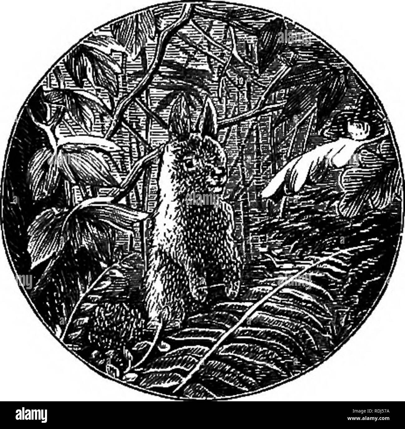 Taxidermy seals hi-res stock photography and images - Alamy